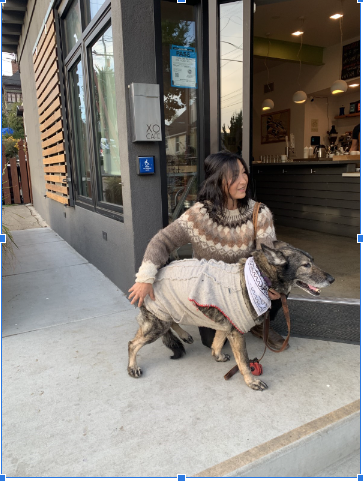 SMALL BUSINESS CASE STUDY: Xochi the Dog Cafe - Collective Resilience